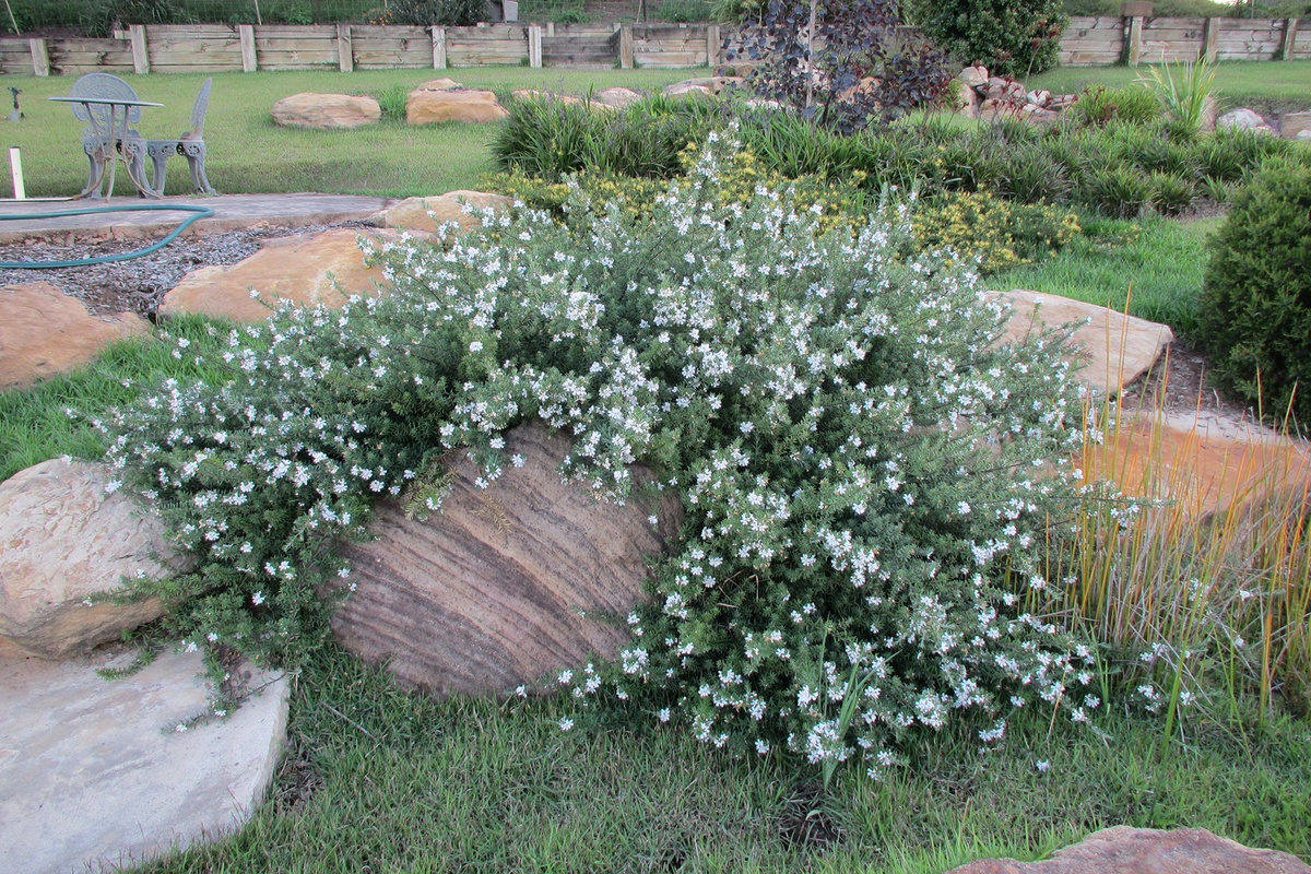 Westringia Mundi™ plant by Ozbreed – Selector